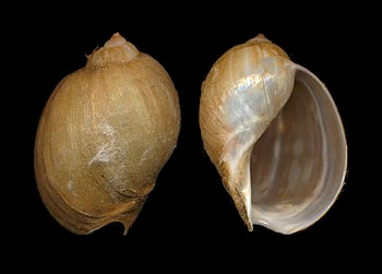 蛾螺总科 Buccinacea 蓝色动物学（中国动物学科普）